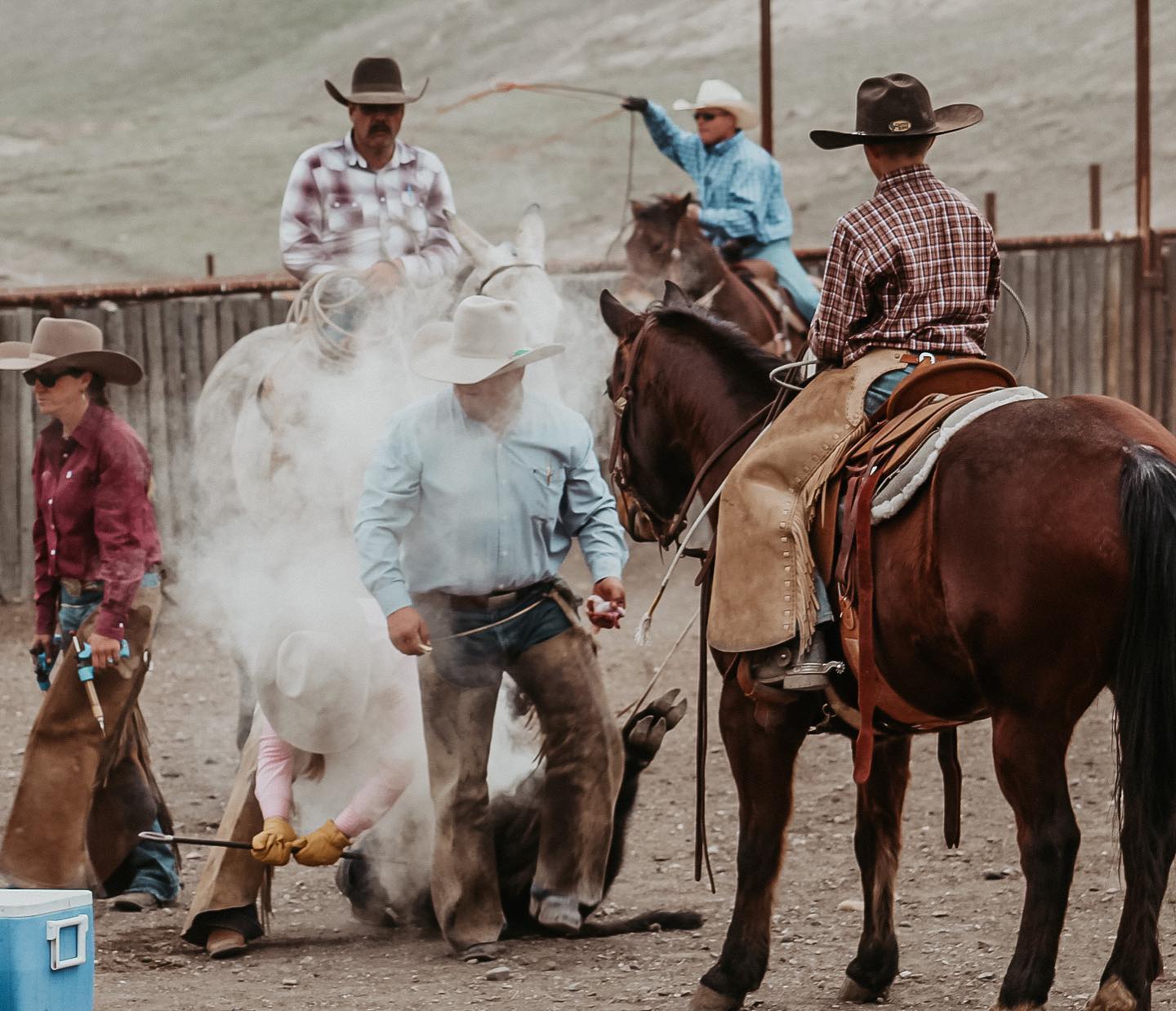 About – Maverick Livestock Supply